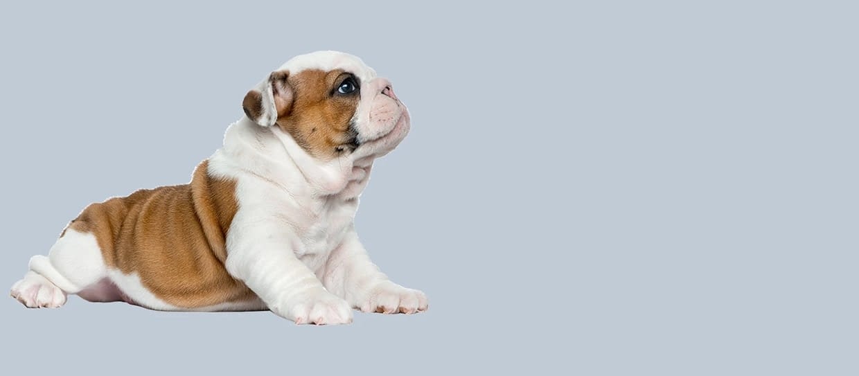 WB English Bulldogs – Serving the English bulldog community since 1998.