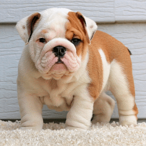 WB English Bulldogs – Serving the English bulldog community since 1998.